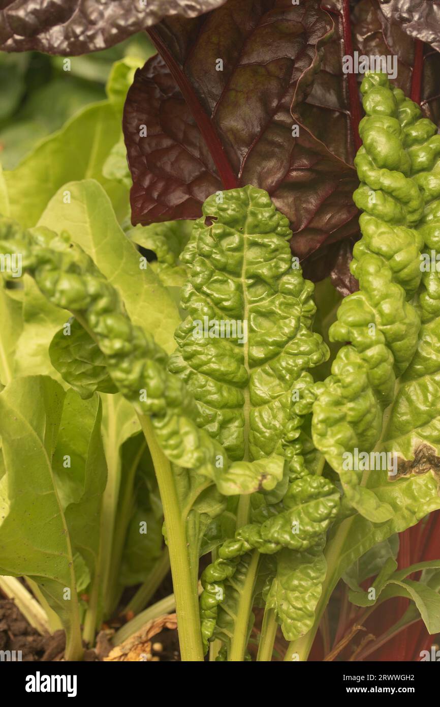 Very close up vegetable plant portrait of the superfood Chard backlit ...