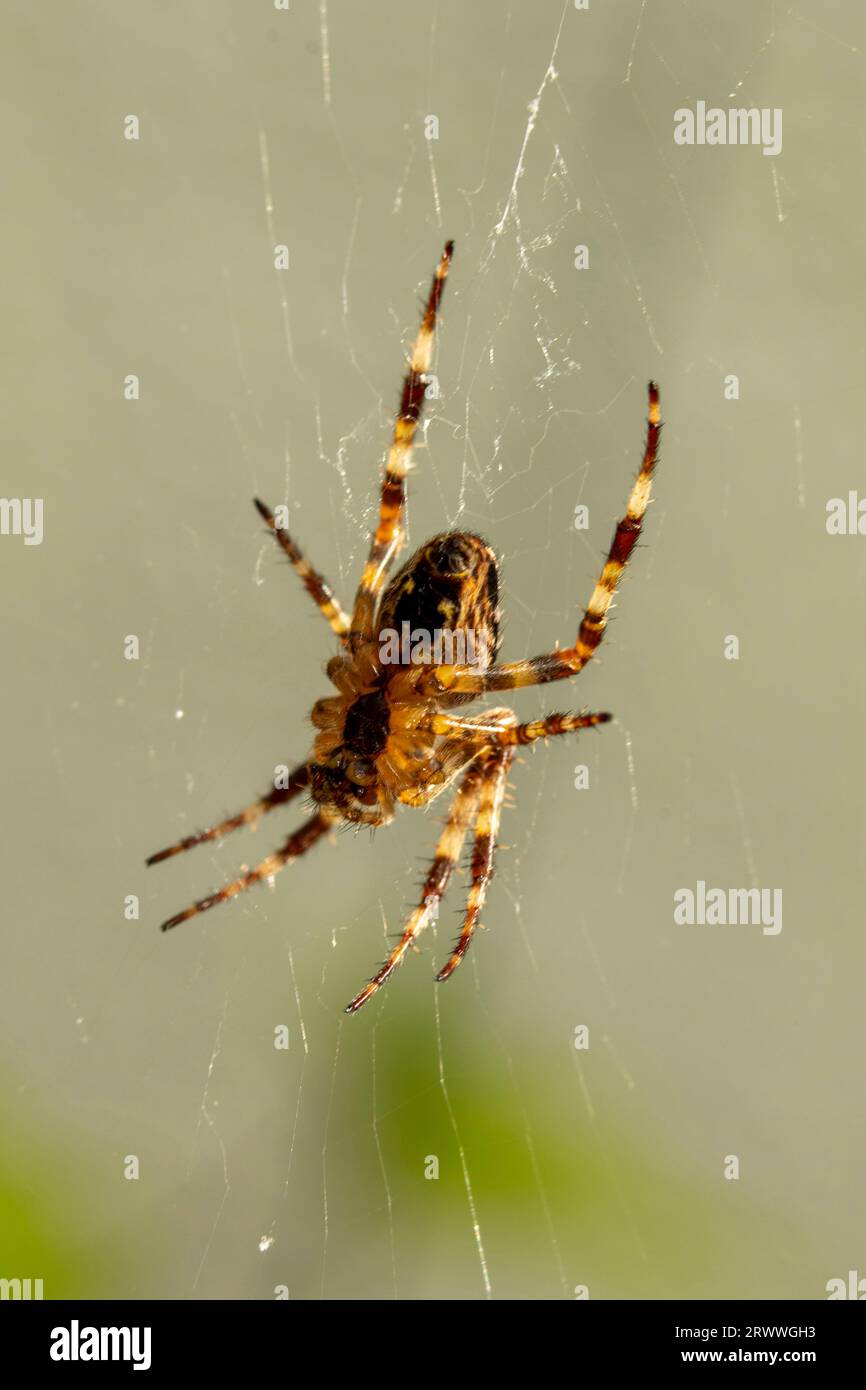 Dynamic close up wildlife portrait of a garden spider in its web with ...