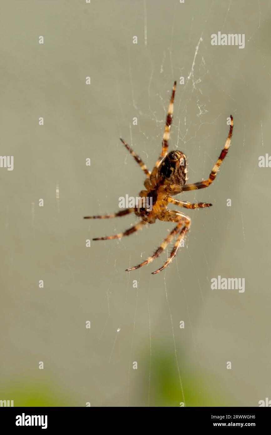 Dynamic close up wildlife portrait of a garden spider in its web with ...