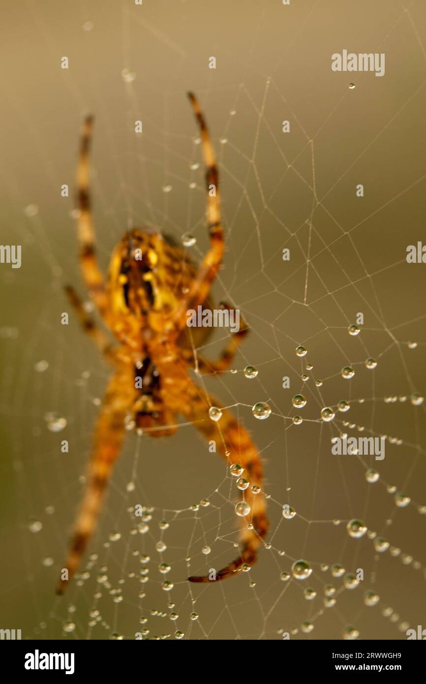 Dynamic close up wildlife portrait of a garden spider in its web with ...