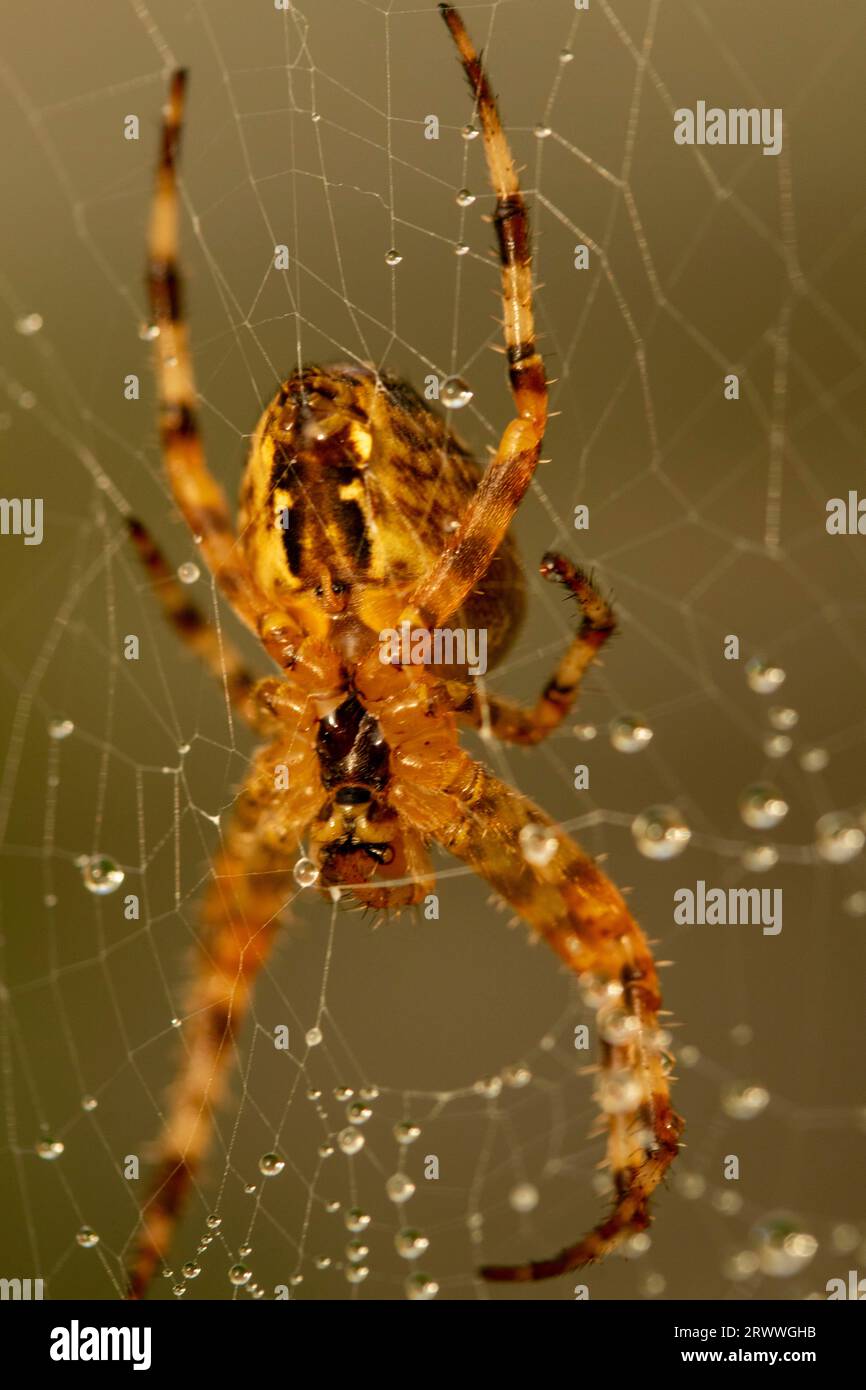 Dynamic close up wildlife portrait of a garden spider in its web with ...
