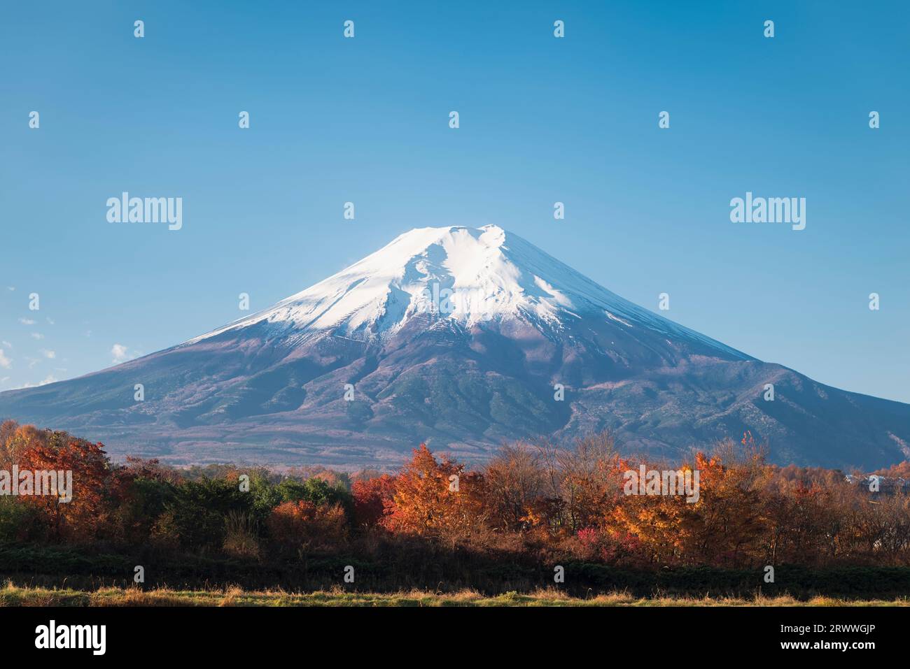 Fuji with snow-capped Mt. Fuji and autumn leaves viewed from ...