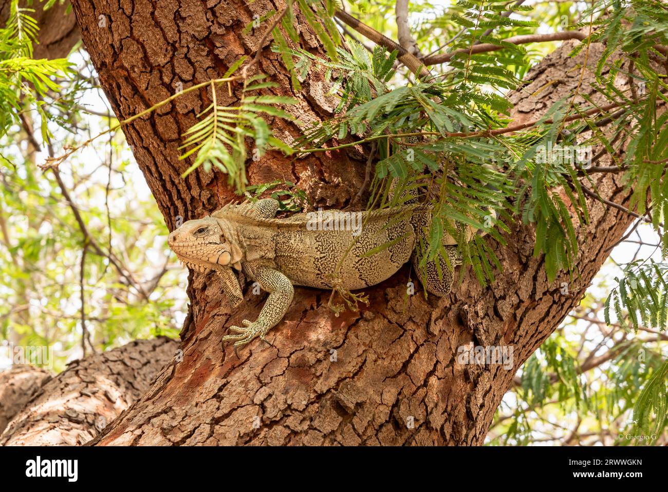 Closeup iguana on tree hi-res stock photography and images - Alamy
