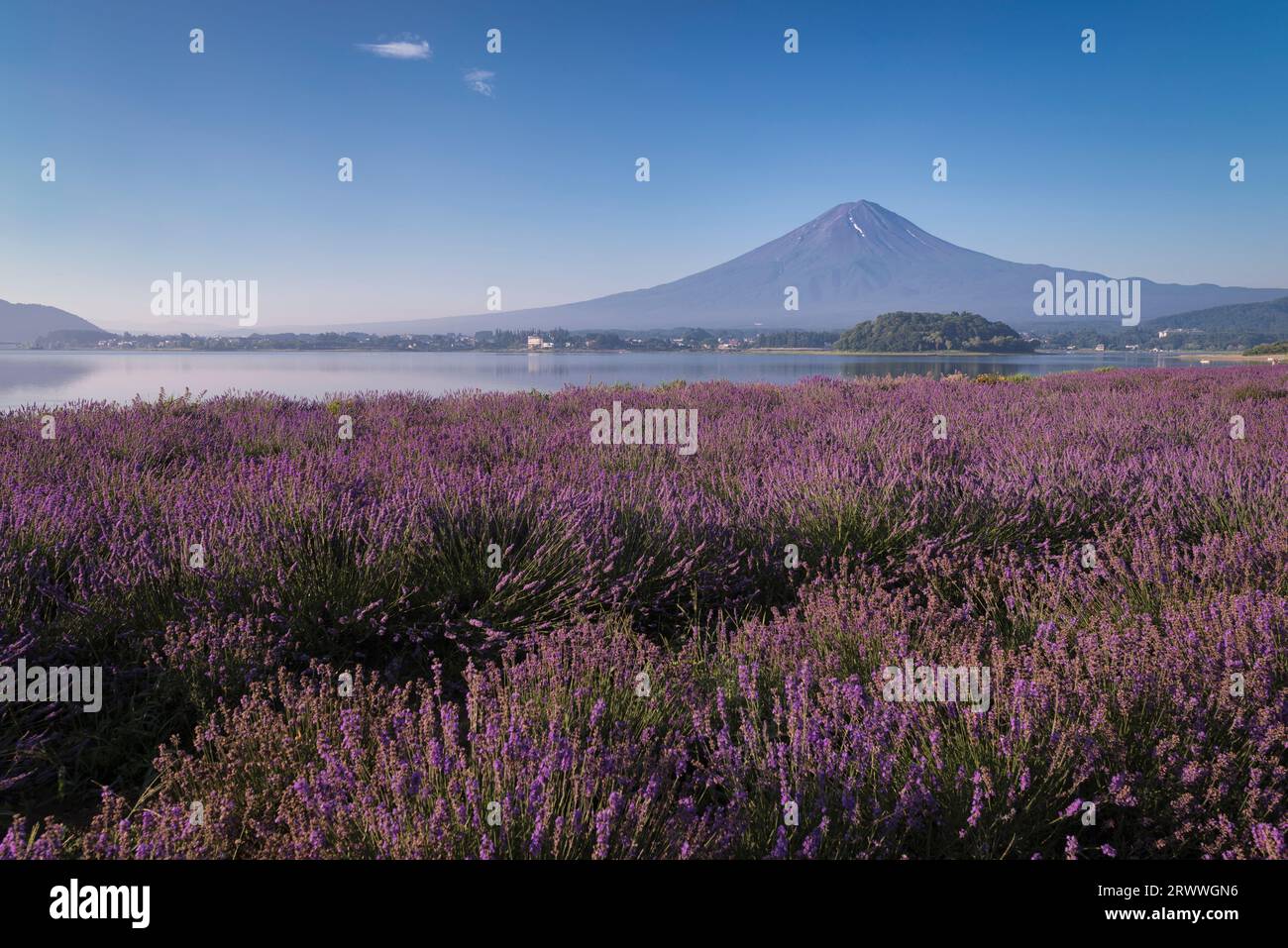 Fuji over the lavender fields from Kawaguchiko Oishi Park Stock Photo ...