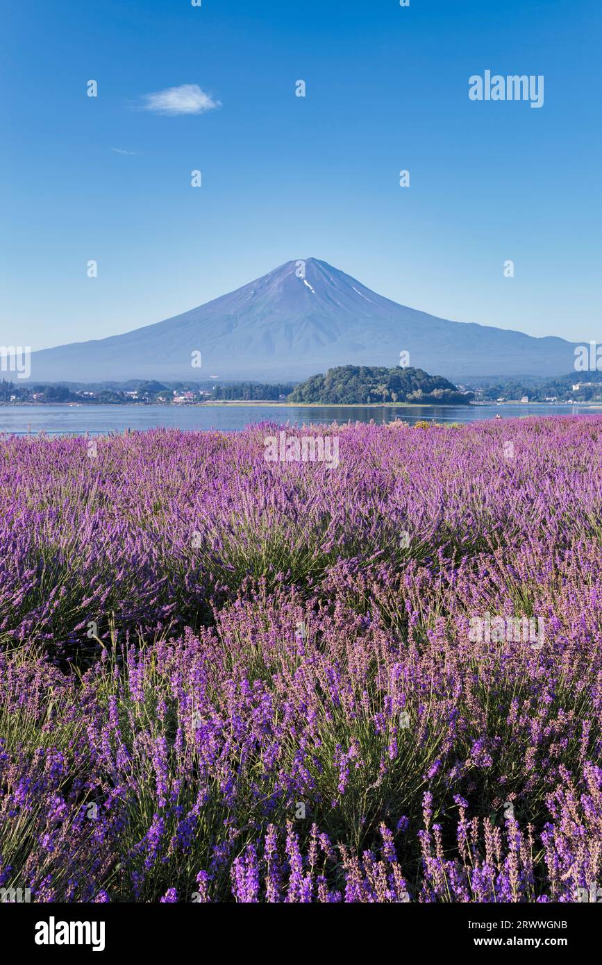 Fuji over the lavender fields from Kawaguchiko Oishi Park Stock Photo ...