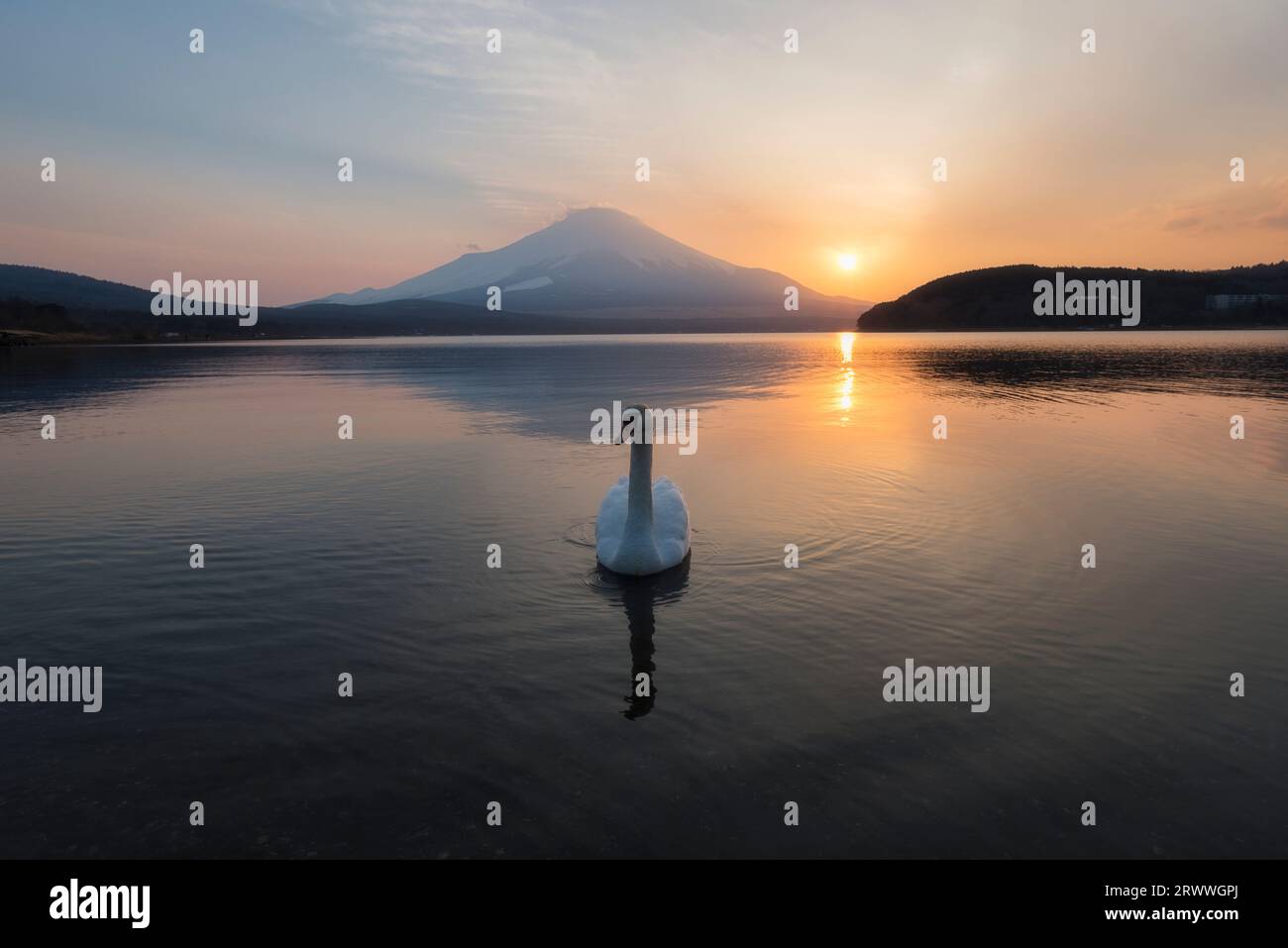 Birds of sorrow hi-res stock photography and images - Alamy