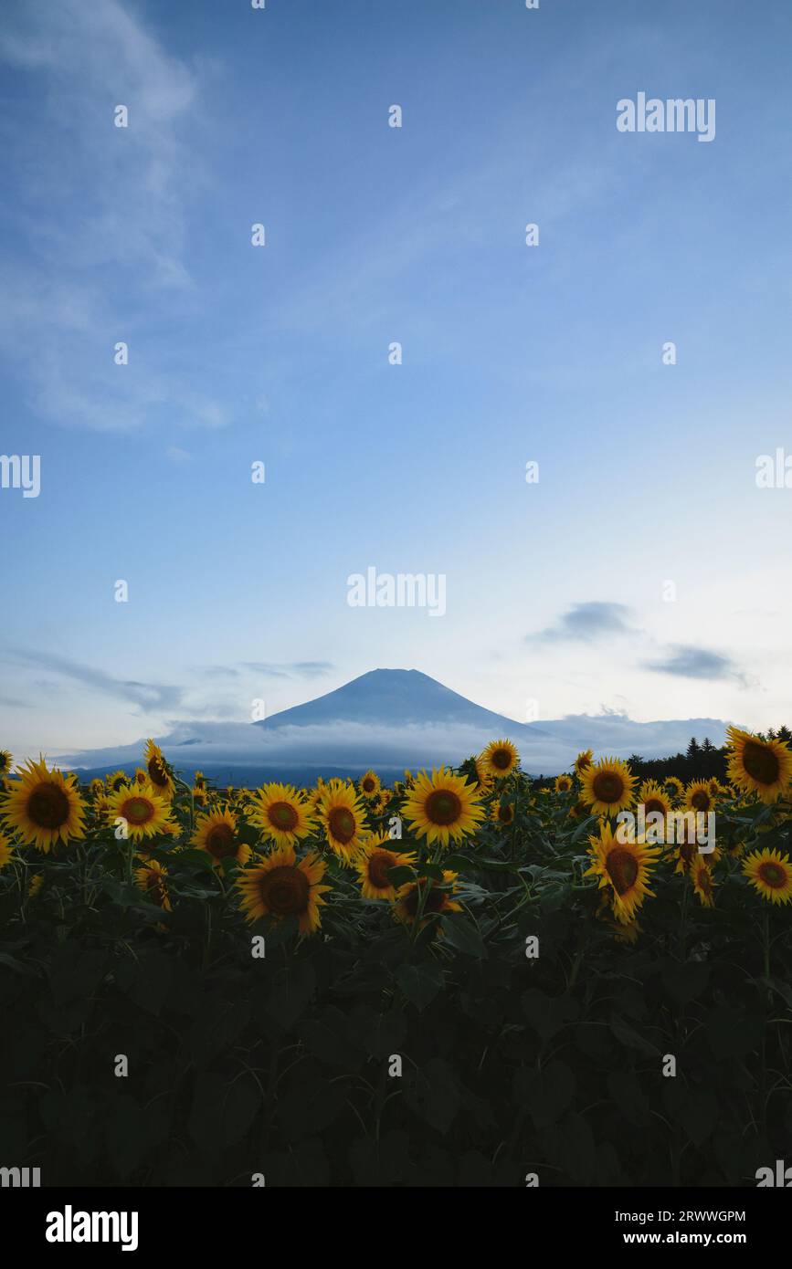Sunflower field and Mt. Fuji from Hana-no-miyako Park Stock Photo - Alamy
