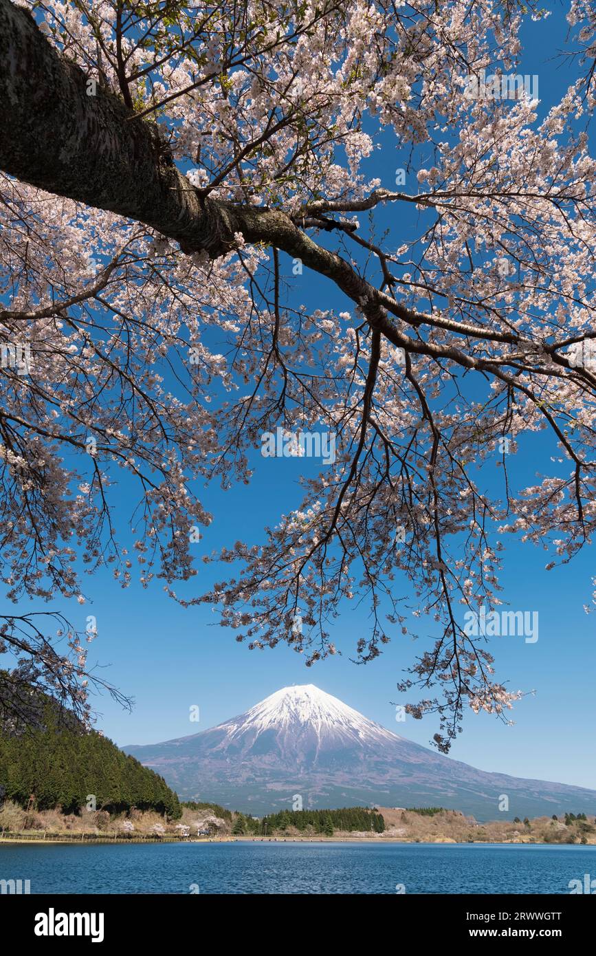 Cherry blossoms and Mt. Fuji seen from Lake Tanuki Stock Photo - Alamy