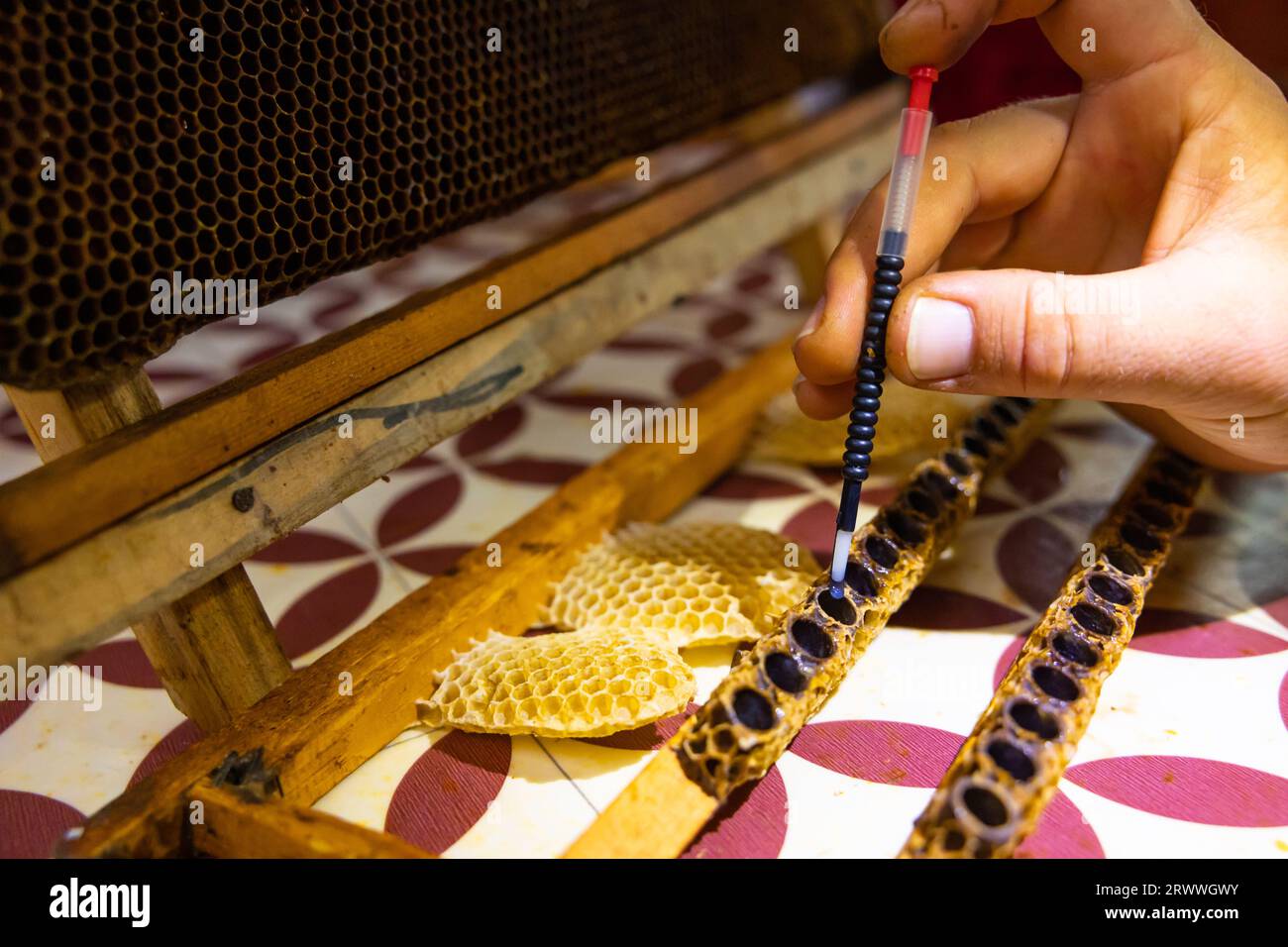 Beekeeper transfer a bee egg from honeycomb to the queen bee cell in ...