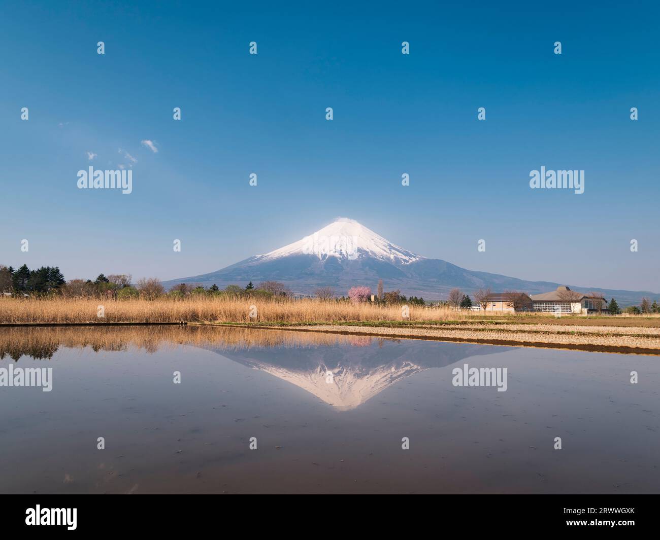 Fuji inverted in the rice paddies seen from Oshino Village Stock Photo ...