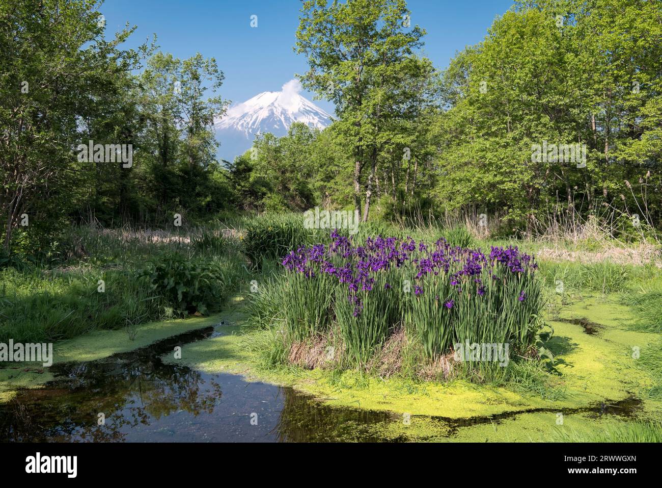 Iris, Pond and Mt. Fuji Stock Photo - Alamy