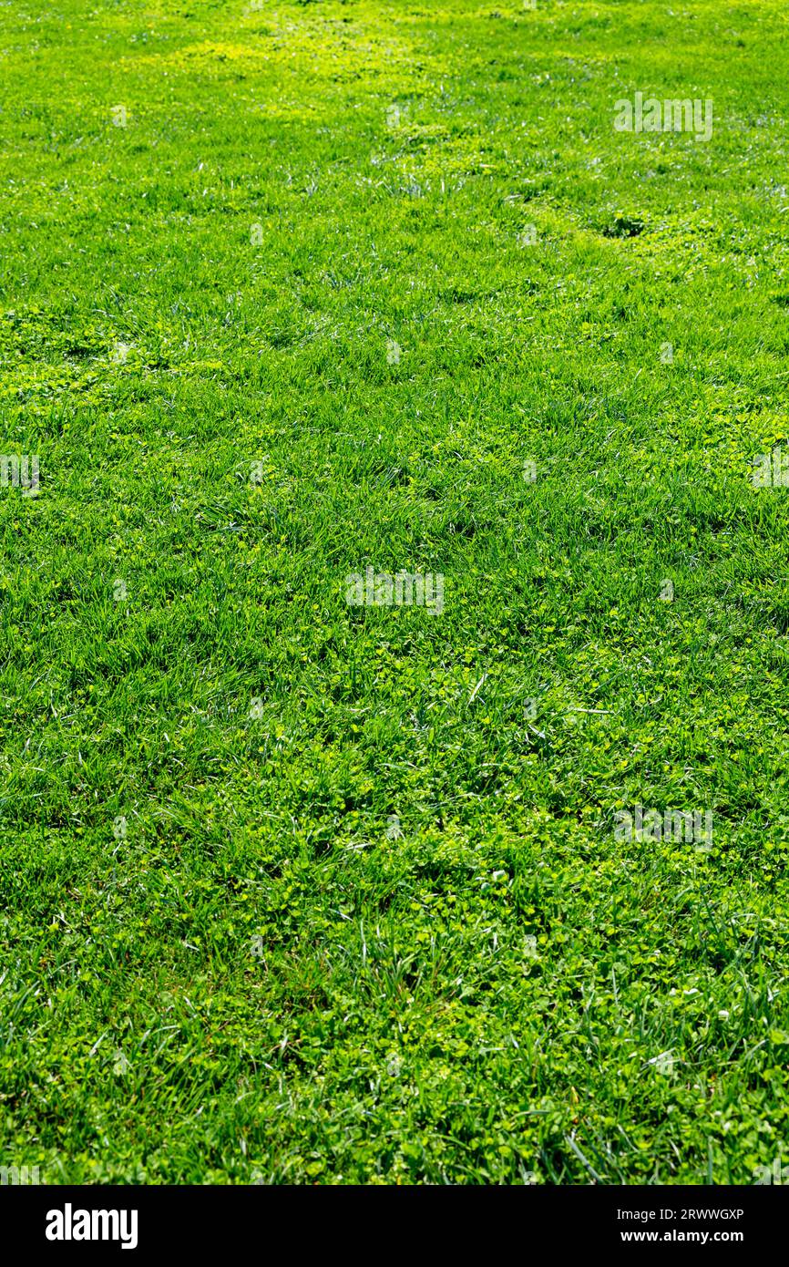 Meadow or field or yard background photo. Green grasses in vertical ...