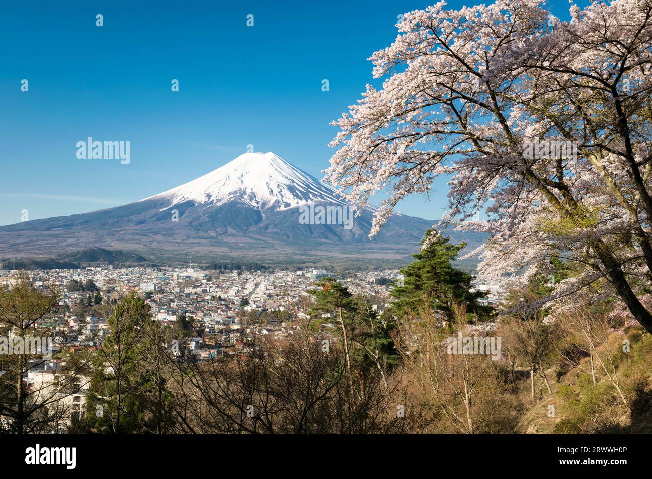 Fuji over the cherry blossoms in full bloom, viewed from Fujimi Kotoku ...