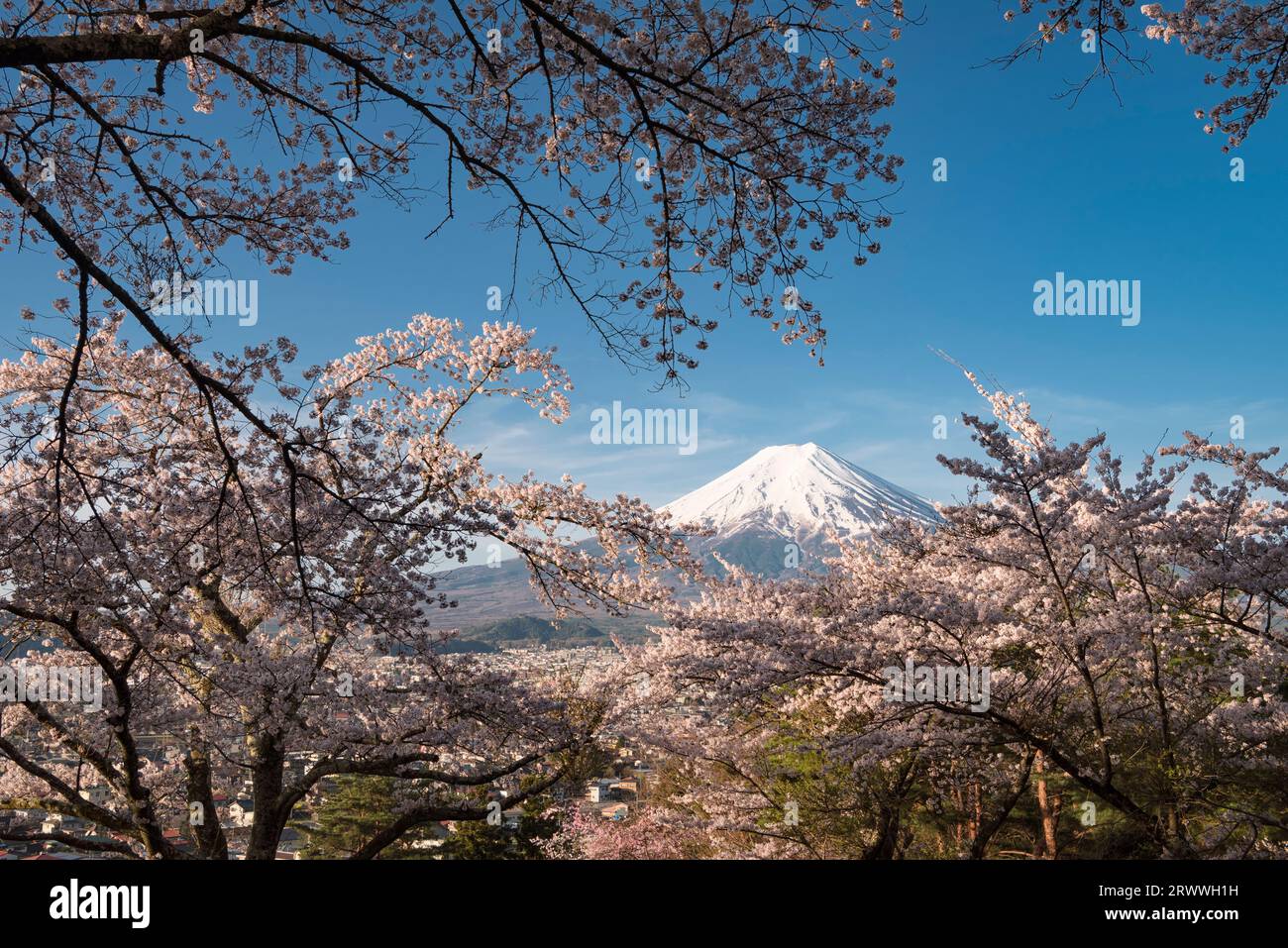 Fuji over the cherry blossoms in full bloom, viewed from Fujimi Kotoku ...