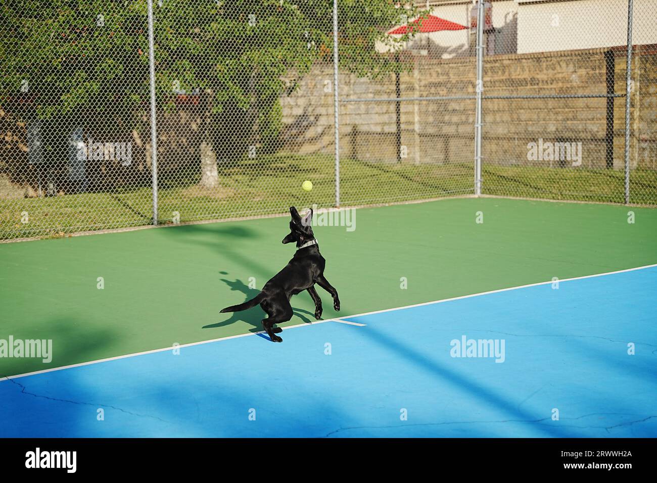 Black labrador with a tennis ball hi-res stock photography and images ...