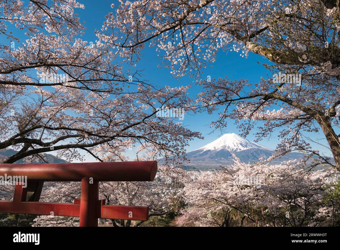 Fuji over the torii gate and cherry blossoms in full bloom from Fujimi ...