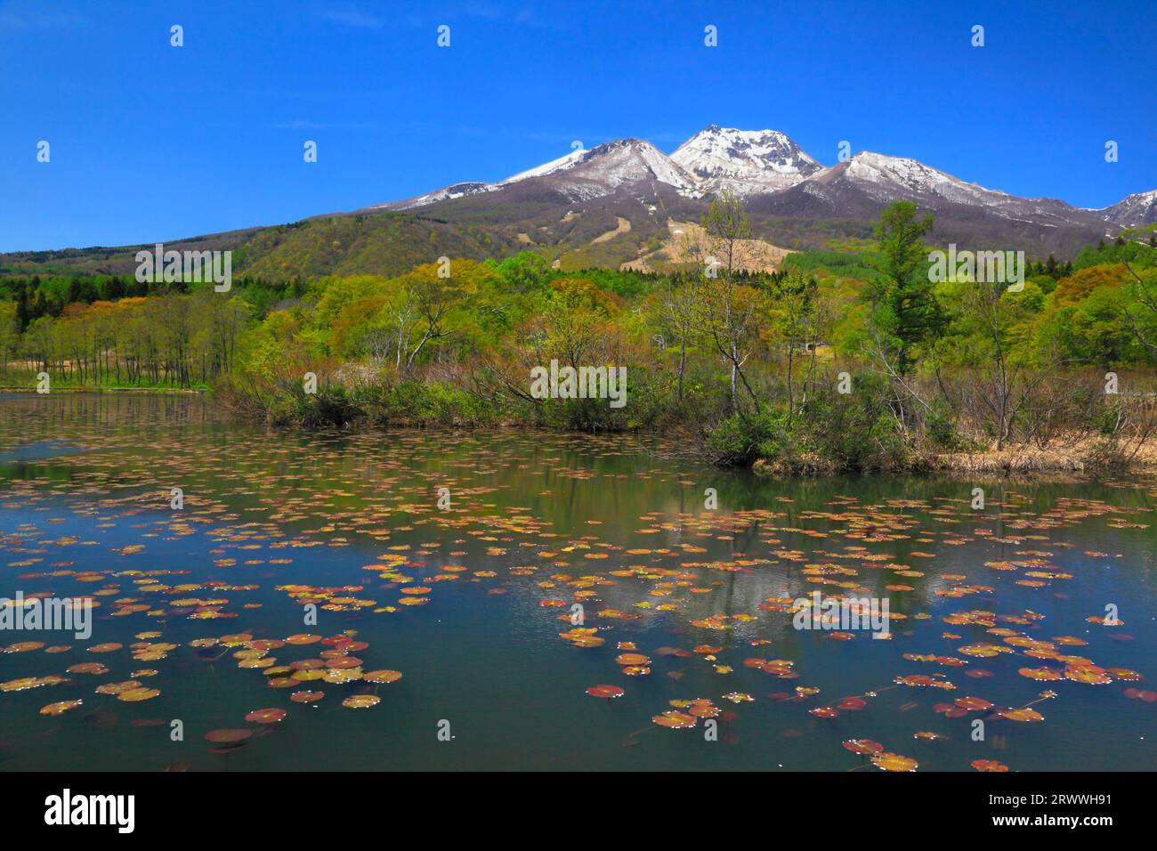 Mt. Myoko seen from Imori Pond in Myoko Plateau Stock Photo - Alamy