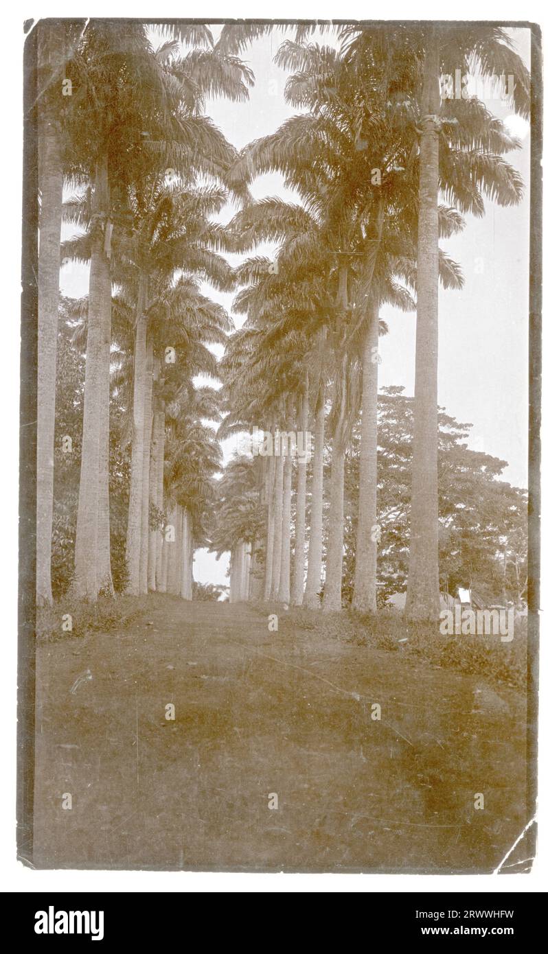 View down a grassy country road with tall palm trees lining both sides ...