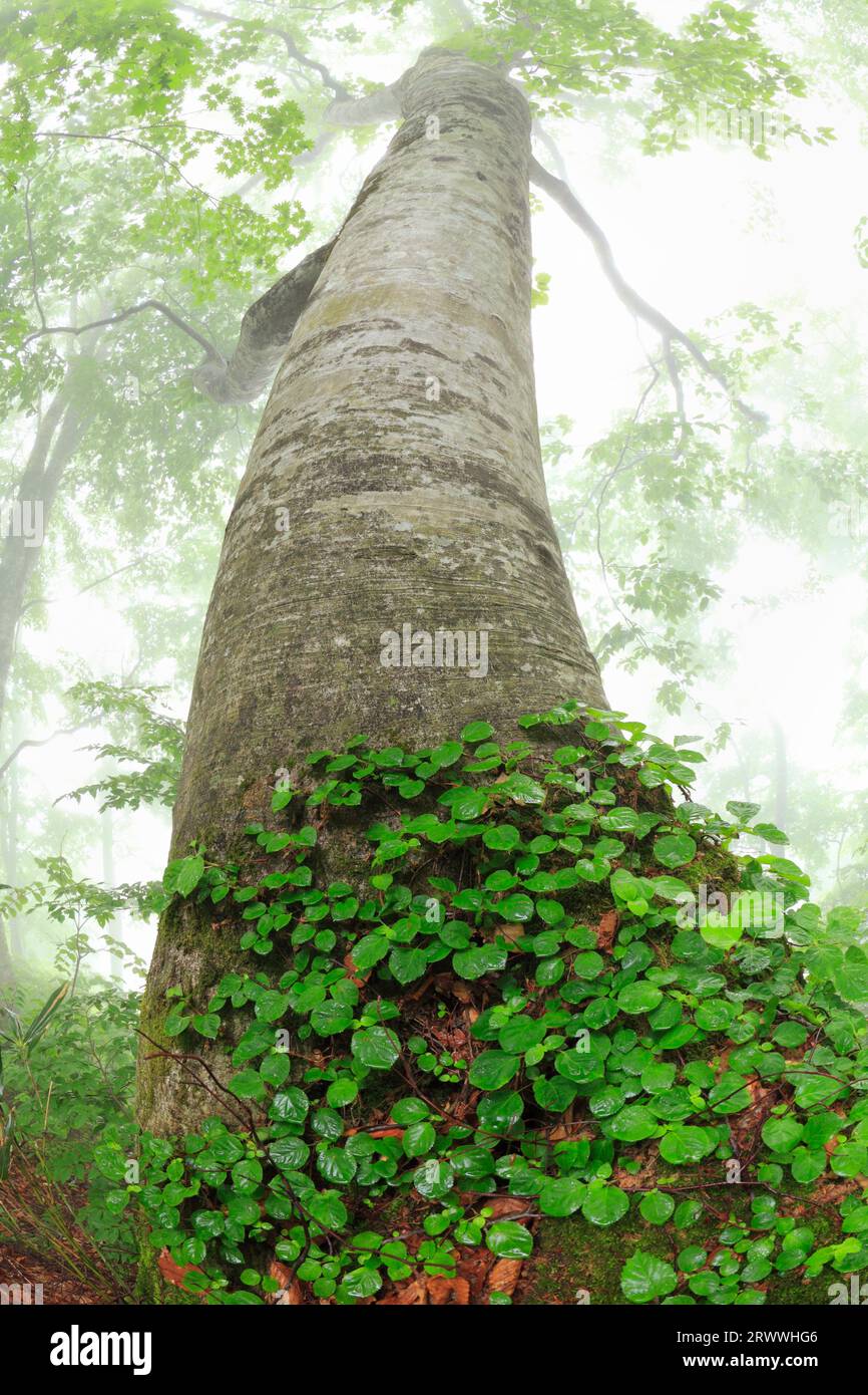 Shirakami sanchi beech hi-res stock photography and images - Alamy