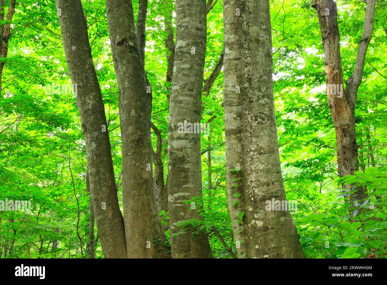 Shirakami sanchi beech hi-res stock photography and images - Alamy