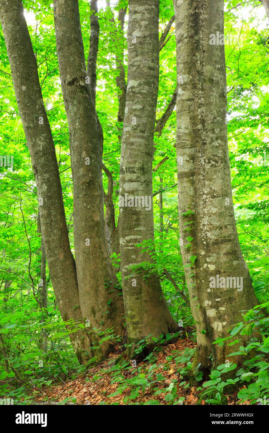 Shirakami sanchi beech hi-res stock photography and images - Alamy