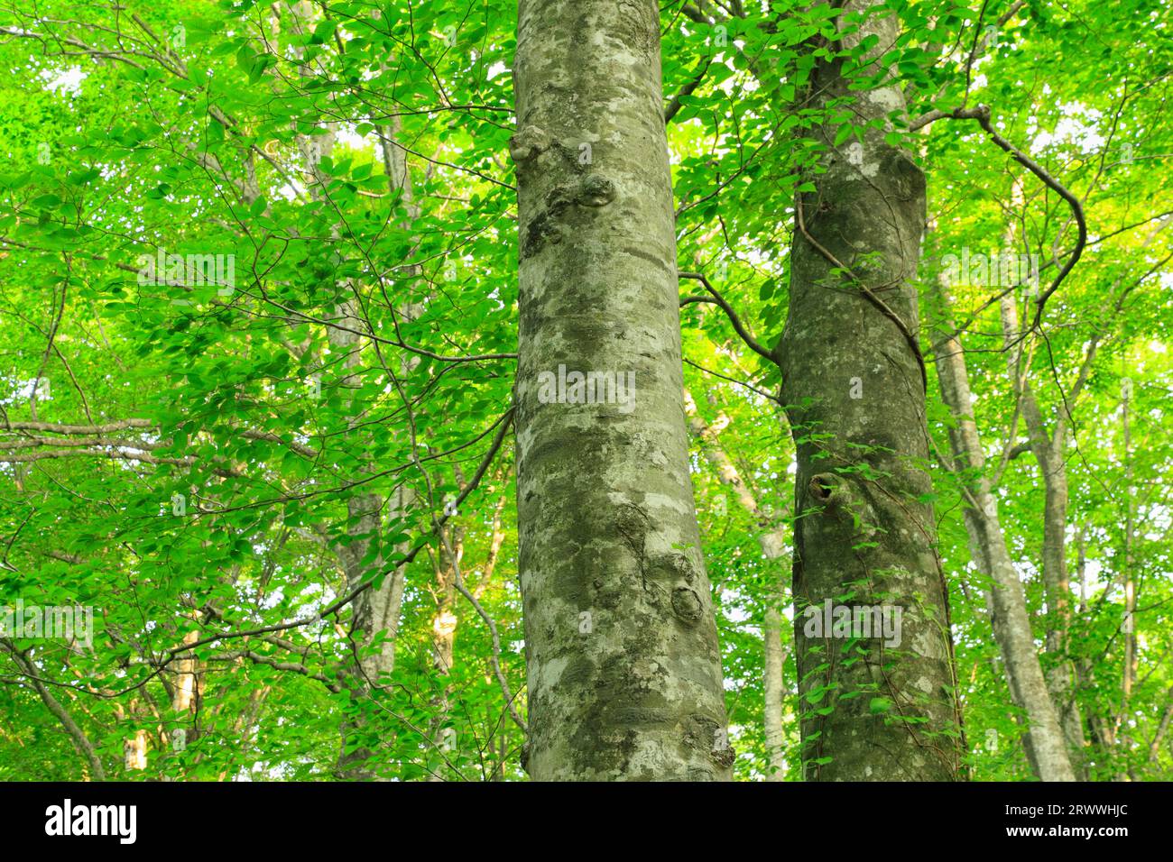 Shirakami sanchi beech hi-res stock photography and images - Alamy