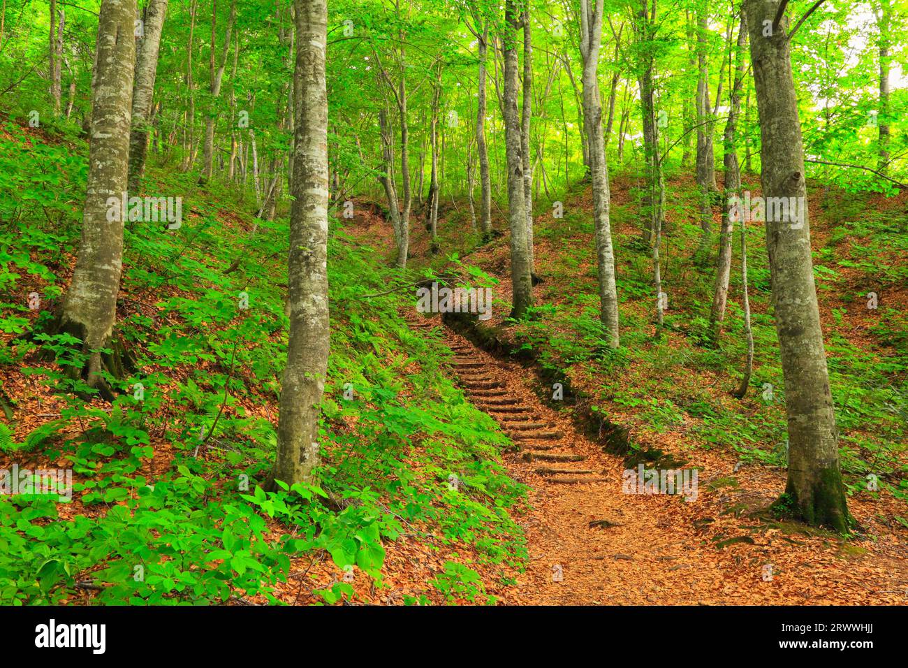 Shirakami sanchi beech hi-res stock photography and images - Alamy