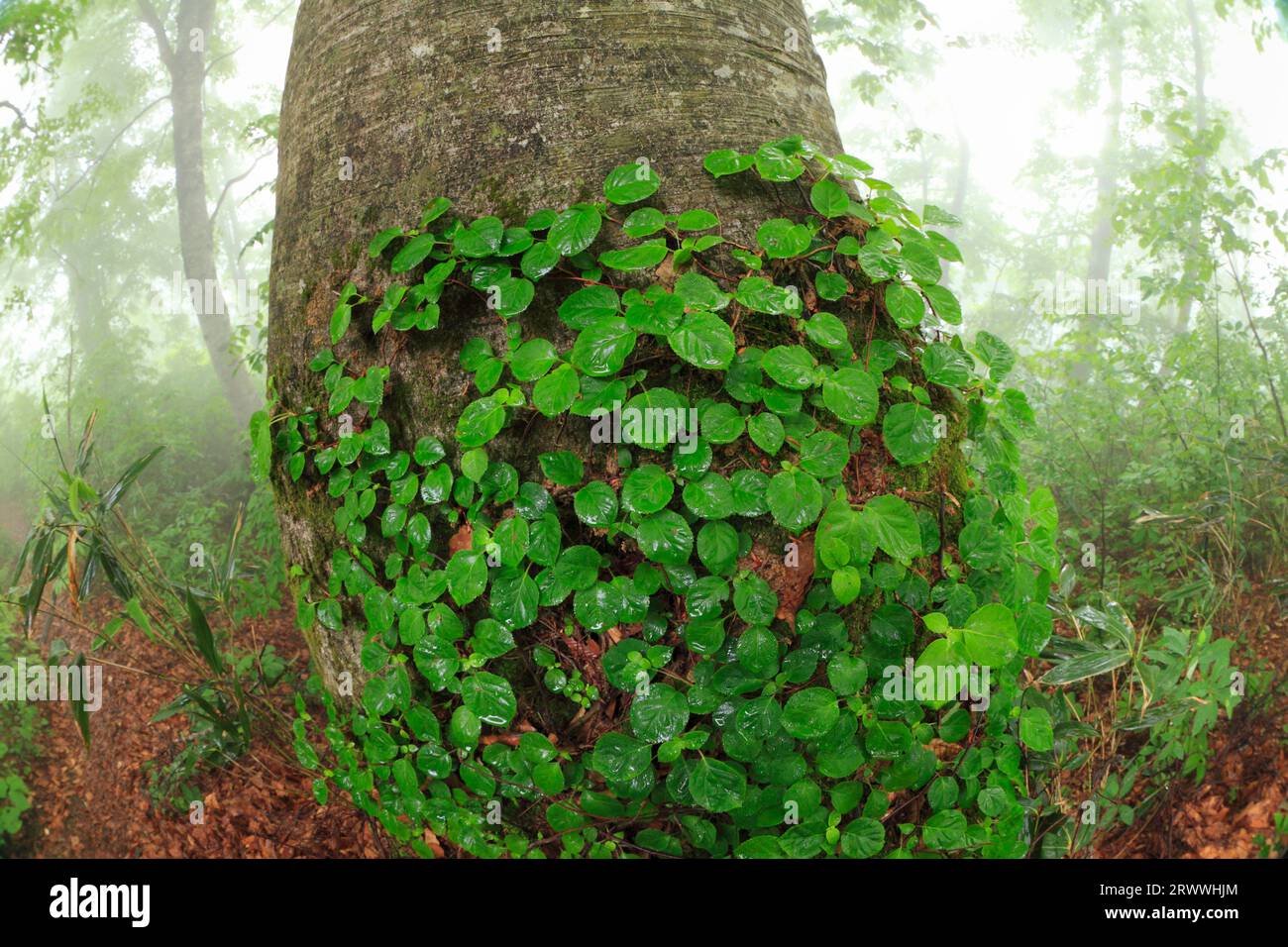 Shirakami sanchi beech hi-res stock photography and images - Alamy