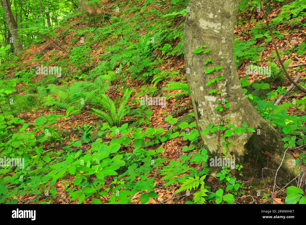 Shirakami sanchi beech hi-res stock photography and images - Alamy