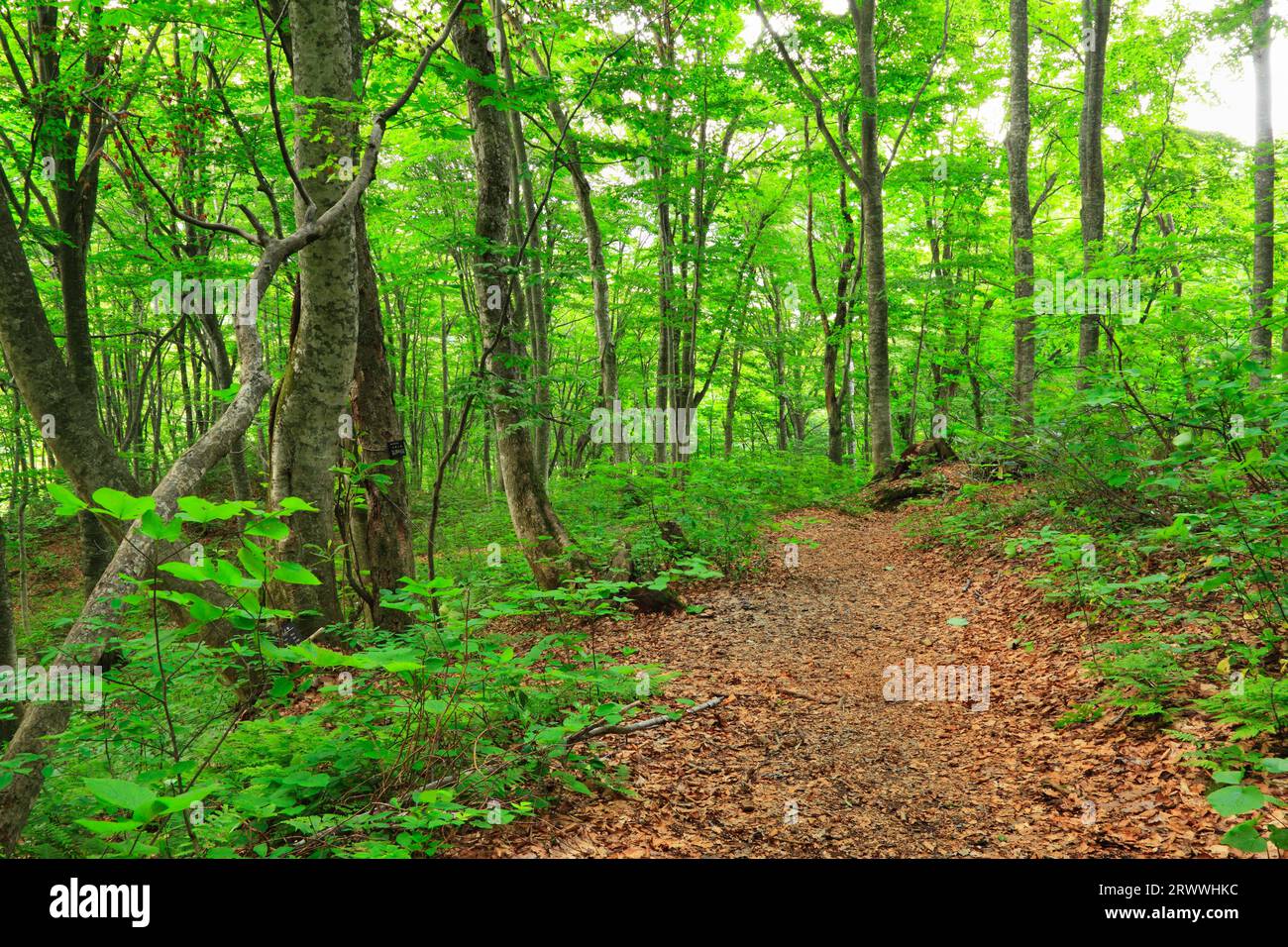 Shirakami sanchi beech hi-res stock photography and images - Alamy