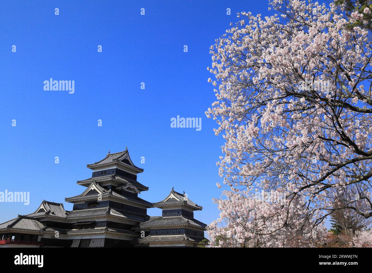 Matsumoto Castle and sakura Stock Photo - Alamy