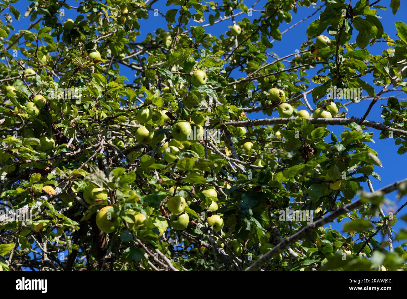 Europe, Spain, Basque Country, Usurbil, An Orchard growing Apples for ...