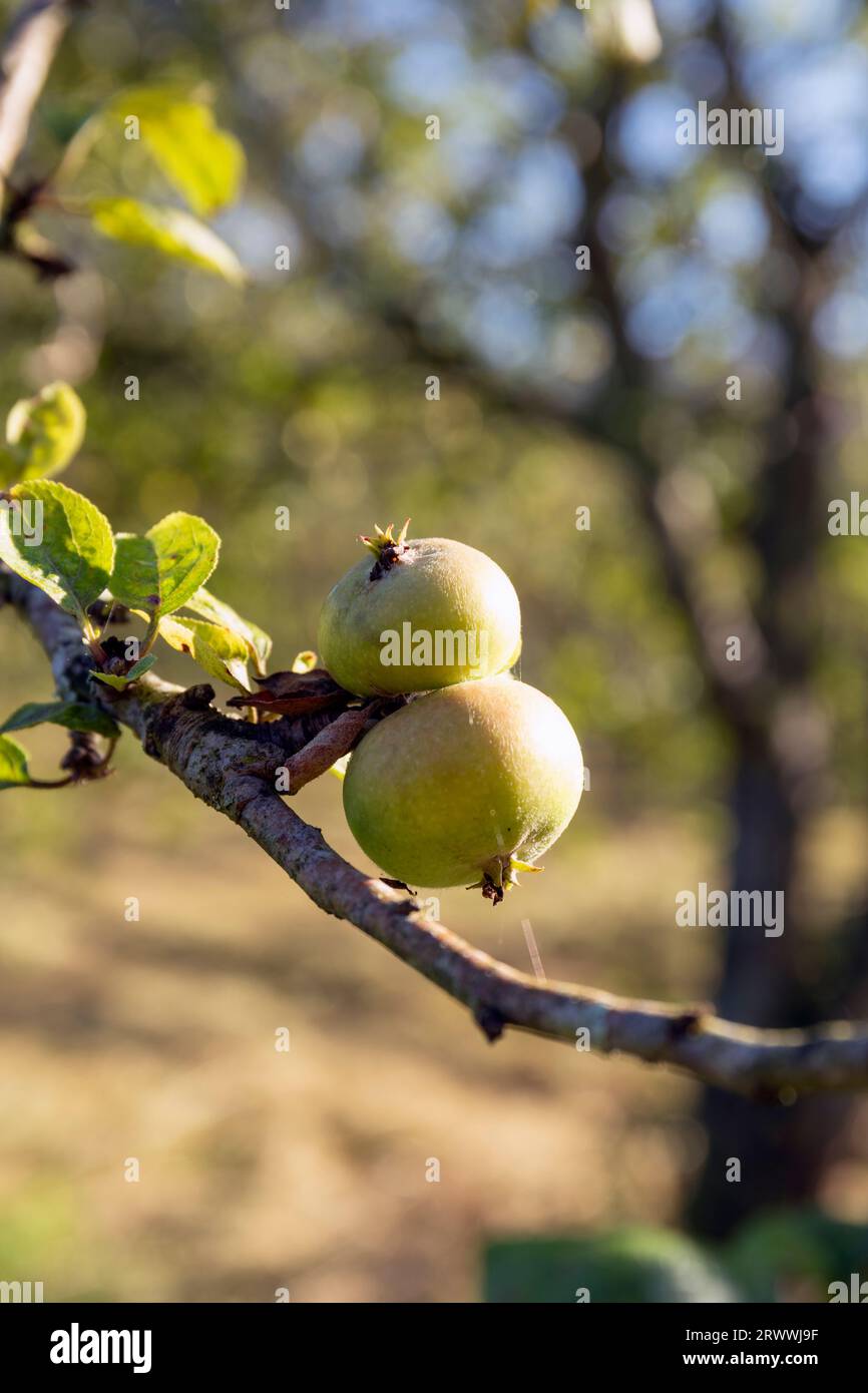 Europe, Spain, Basque Country, Usurbil, Detail showing two Apples ...