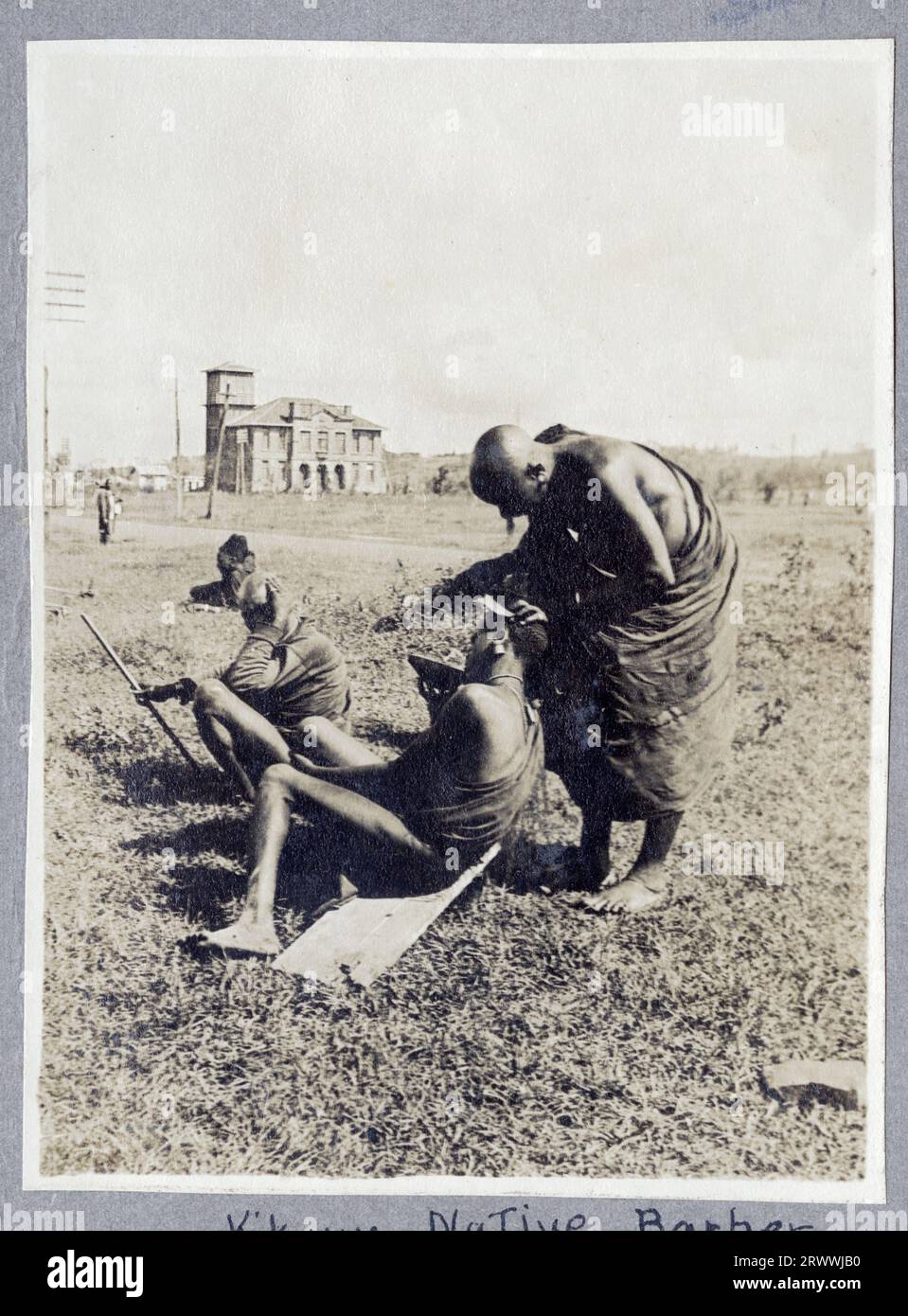 A long-horned cow surfacing as it passes through a cattle dip. The ...