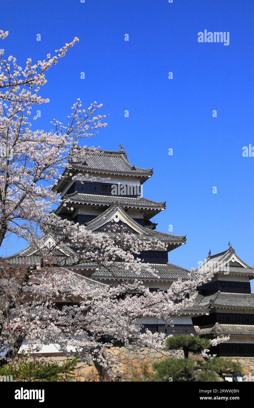 Matsumoto Castle and sakura Stock Photo - Alamy
