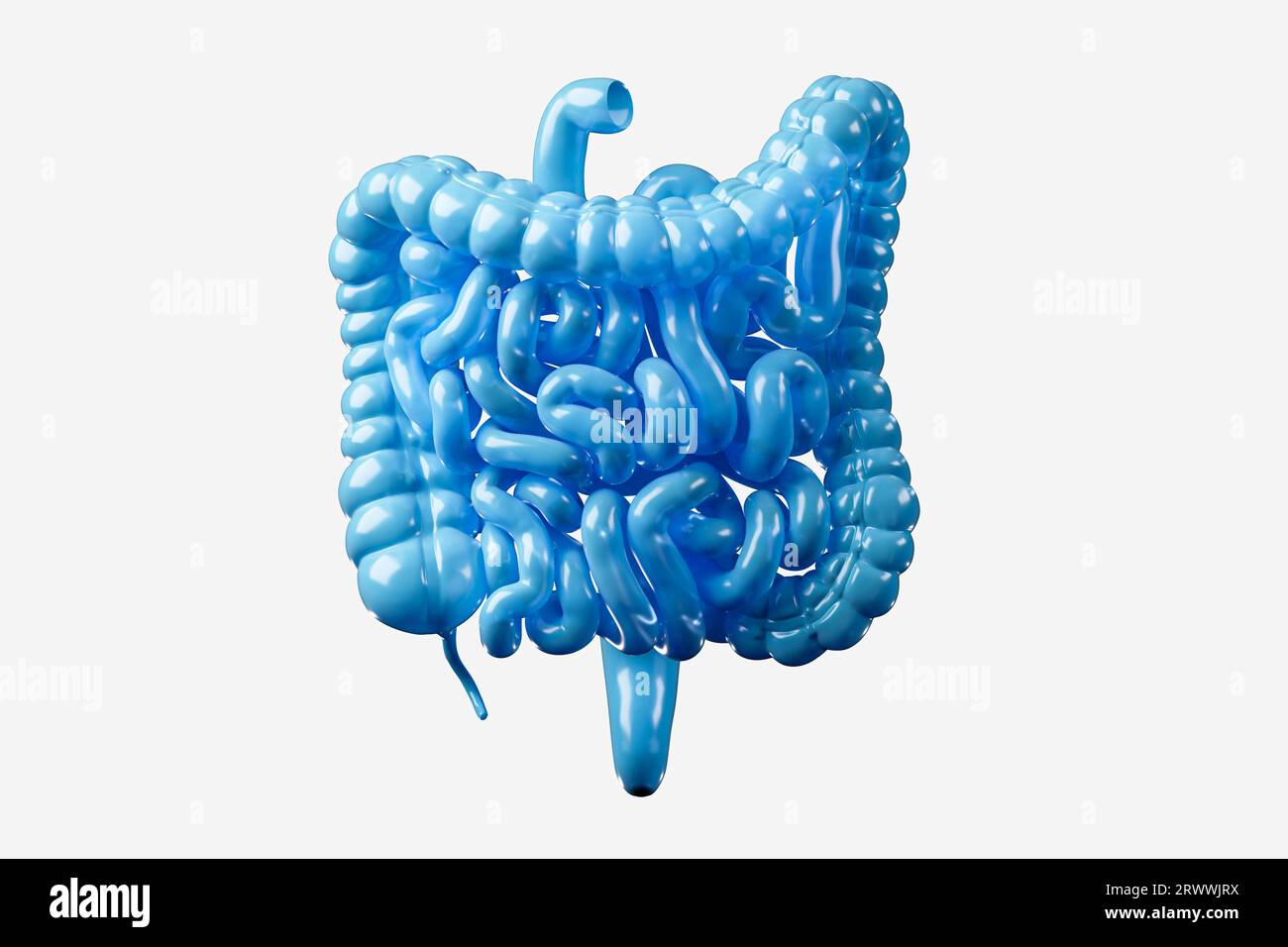 3d illustration of human intestine made of blue plastic isolated on ...