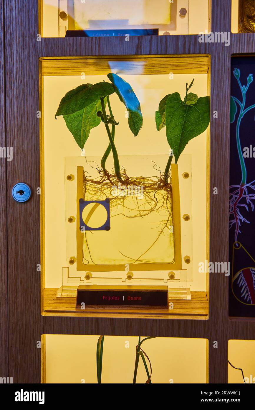 Green plant in yellow case with roots visible in clear container Stock ...