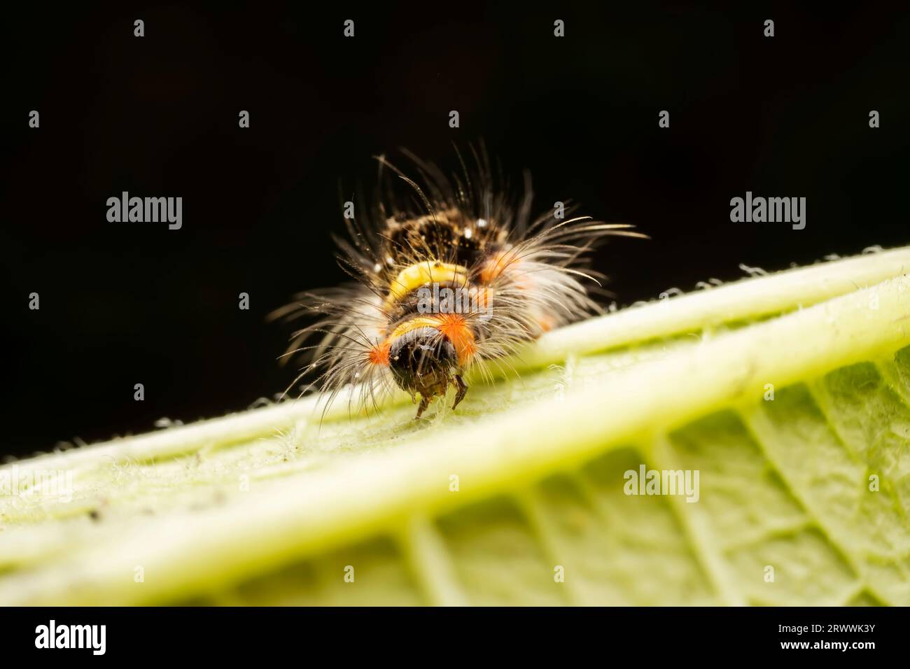 Lepidoptera larvae crawl on the leaves of wild plants for food Stock ...
