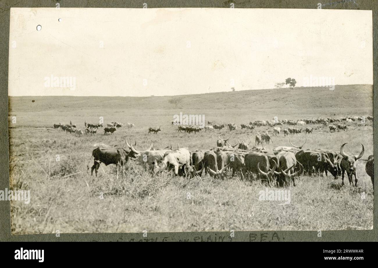 View of open countryside with herds of long horned cattle grazing ...