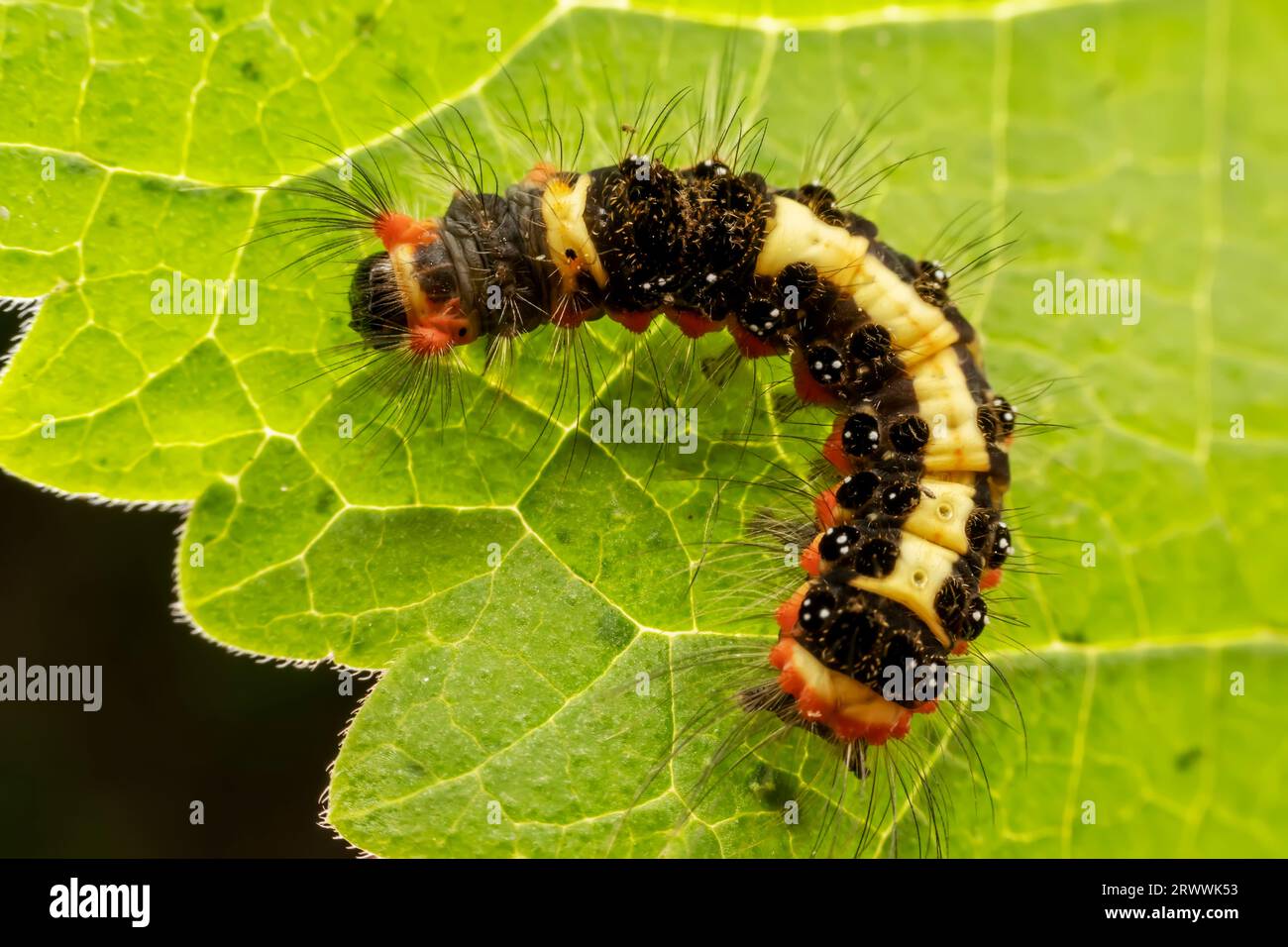 Lepidoptera larvae crawl on the leaves of wild plants for food Stock ...