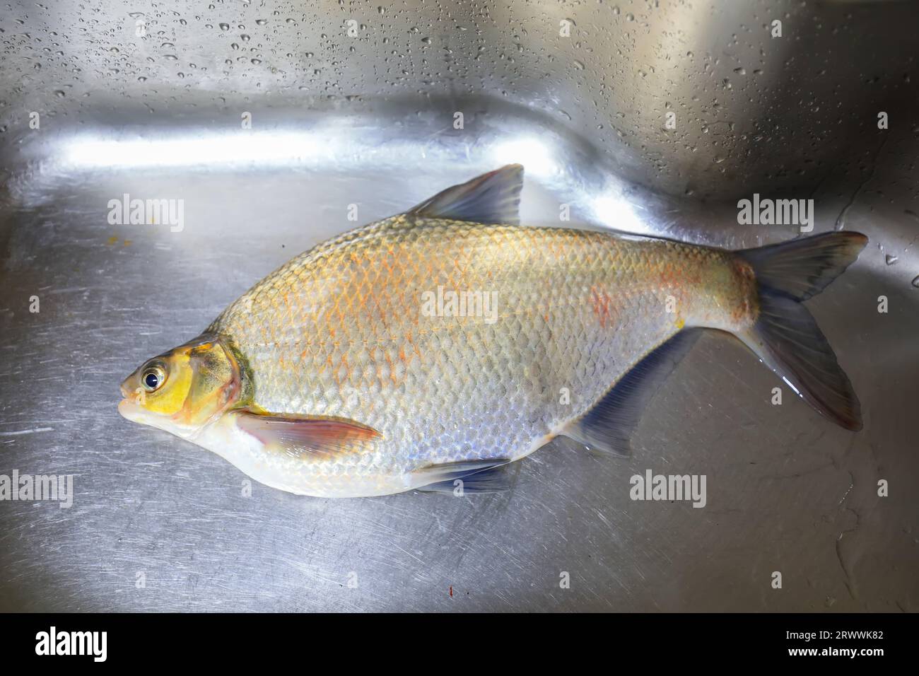 Close up photo of Tilapia Stock Photo - Alamy