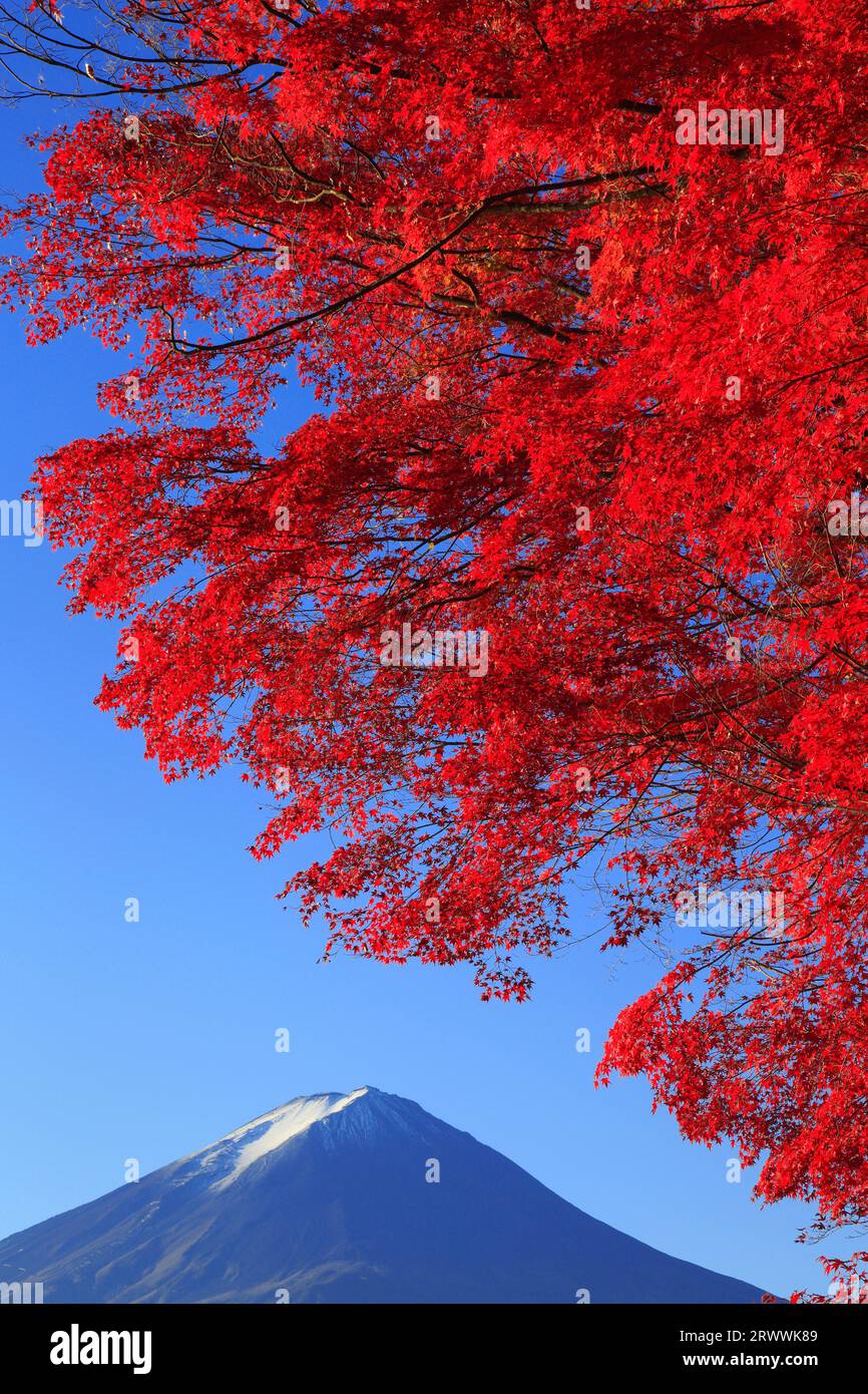 Mountain maple leaf snow hi-res stock photography and images - Alamy