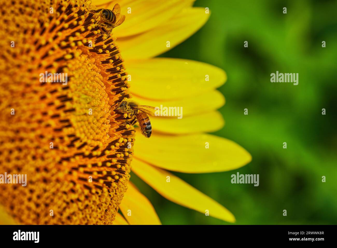 Macro of two bees pollinating center of yellow sunflower with blurry ...