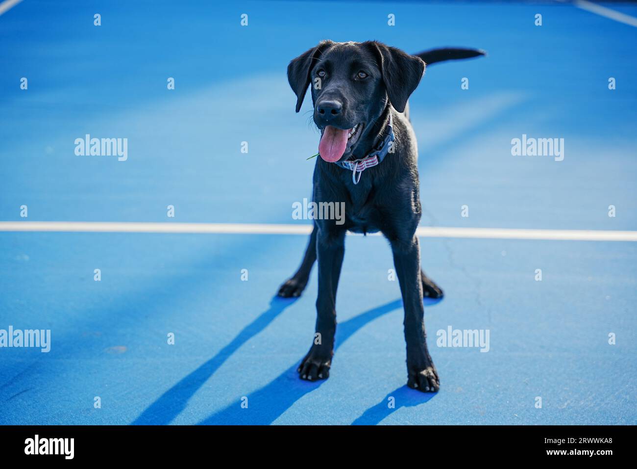 Black Labrador Puppy on Tennis Court Stock Photo - Alamy