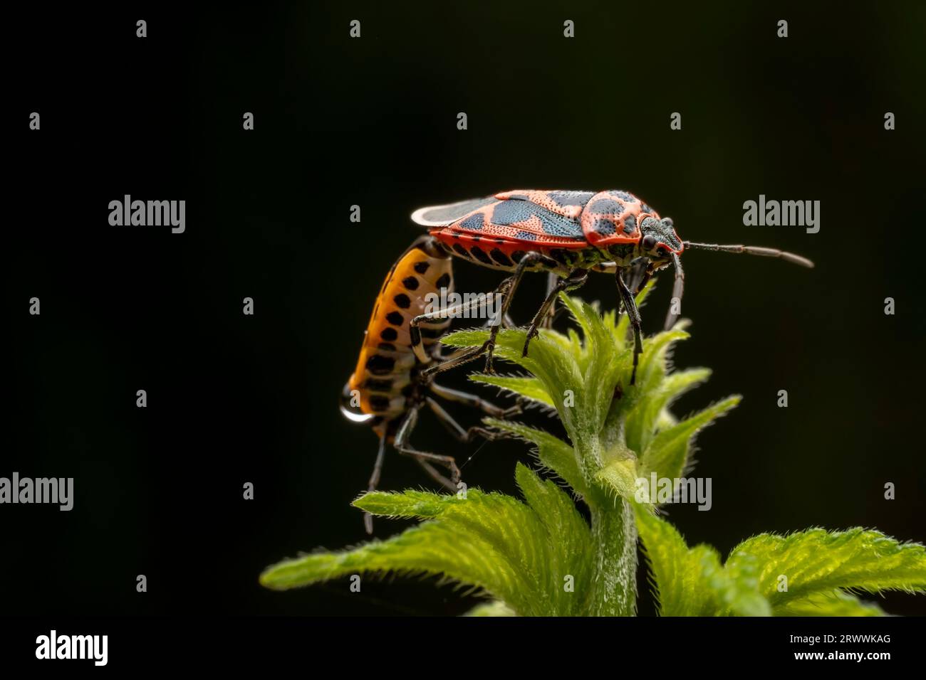 Eurydema dominulus hi-res stock photography and images - Alamy