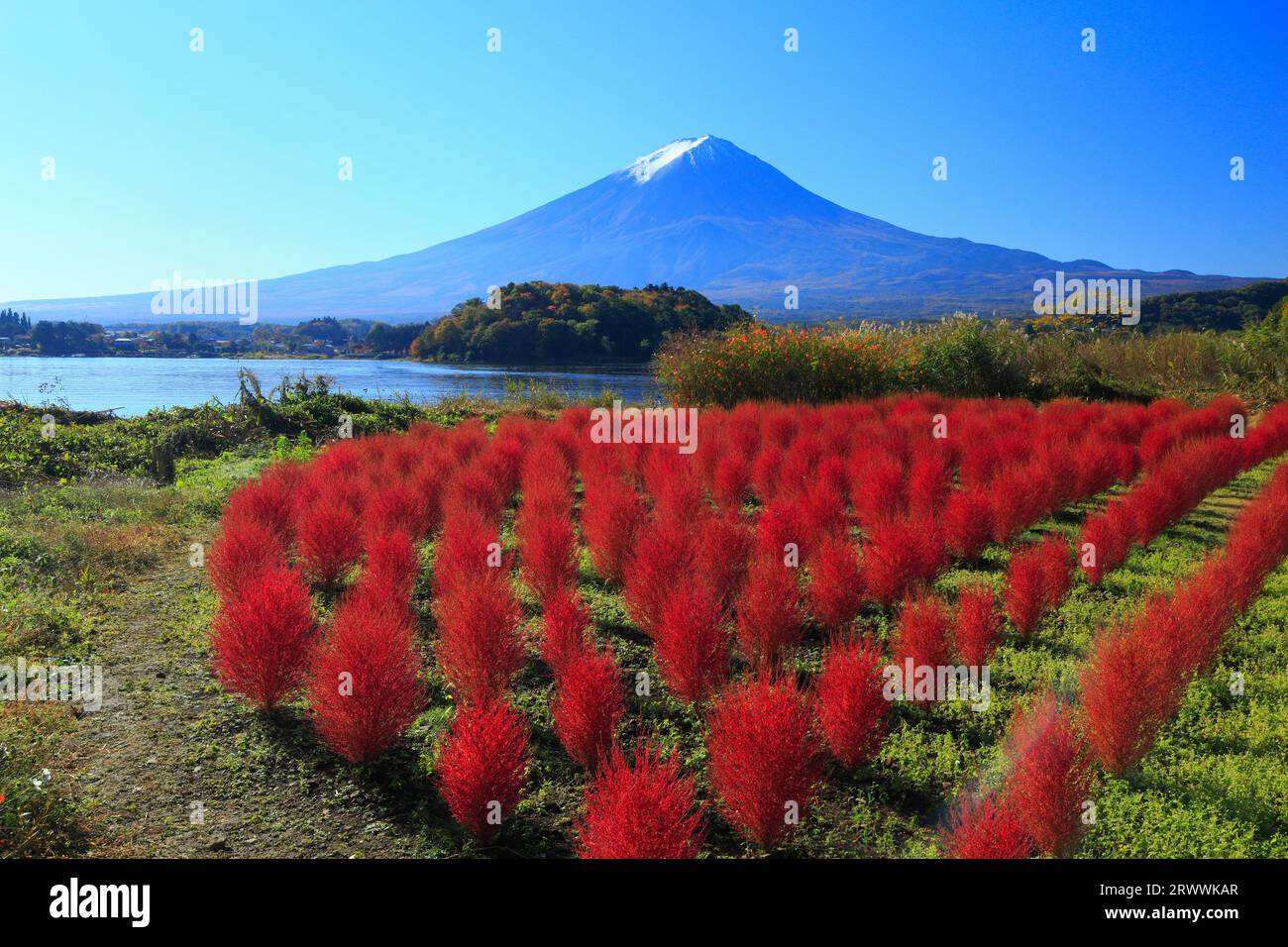 Red kochia hi-res stock photography and images - Alamy