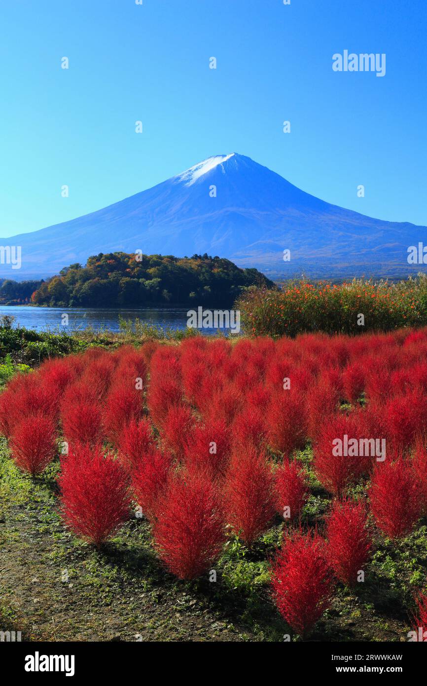 Red kochia hi-res stock photography and images - Alamy