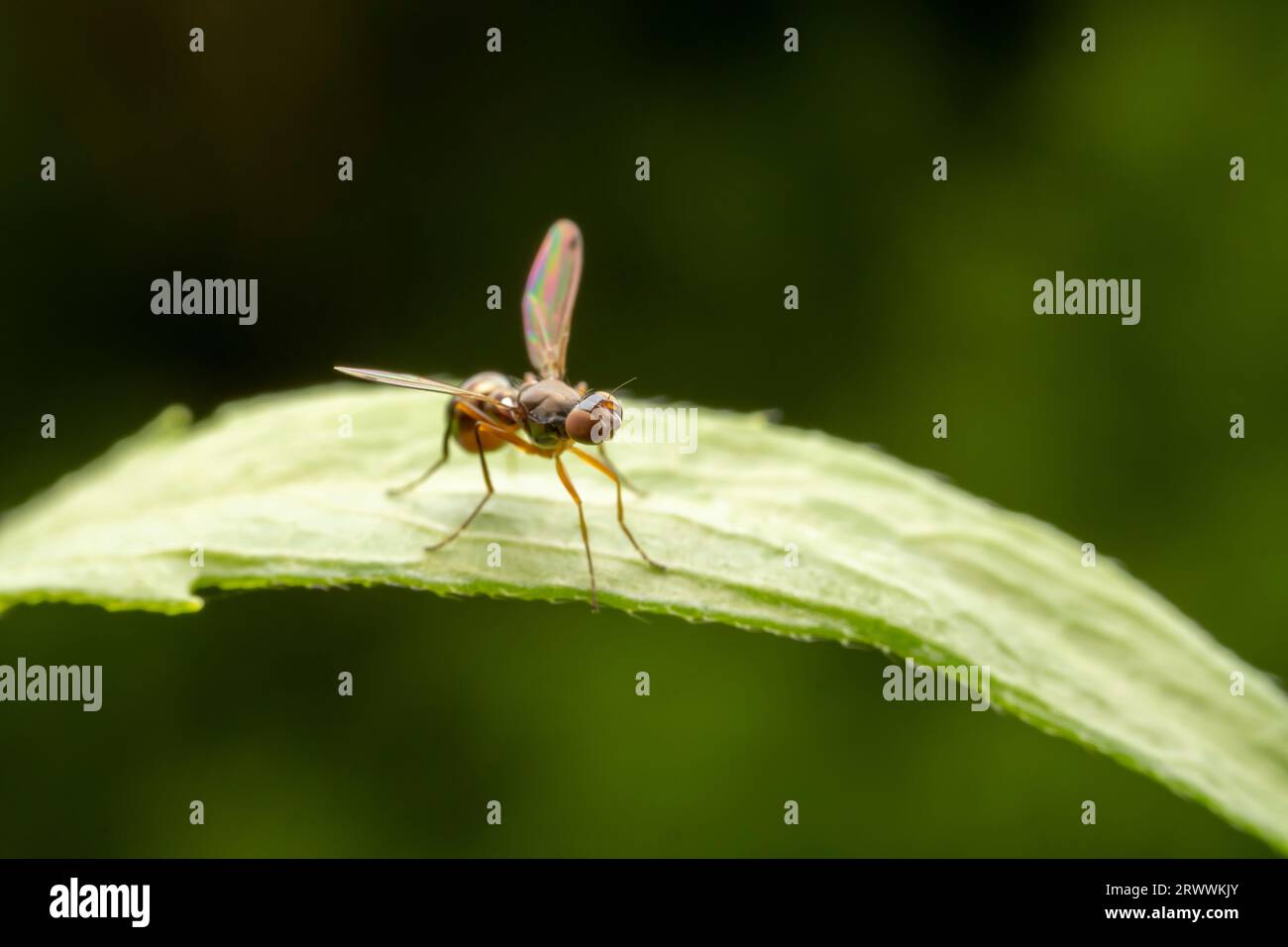 Sepsidae hi-res stock photography and images - Alamy