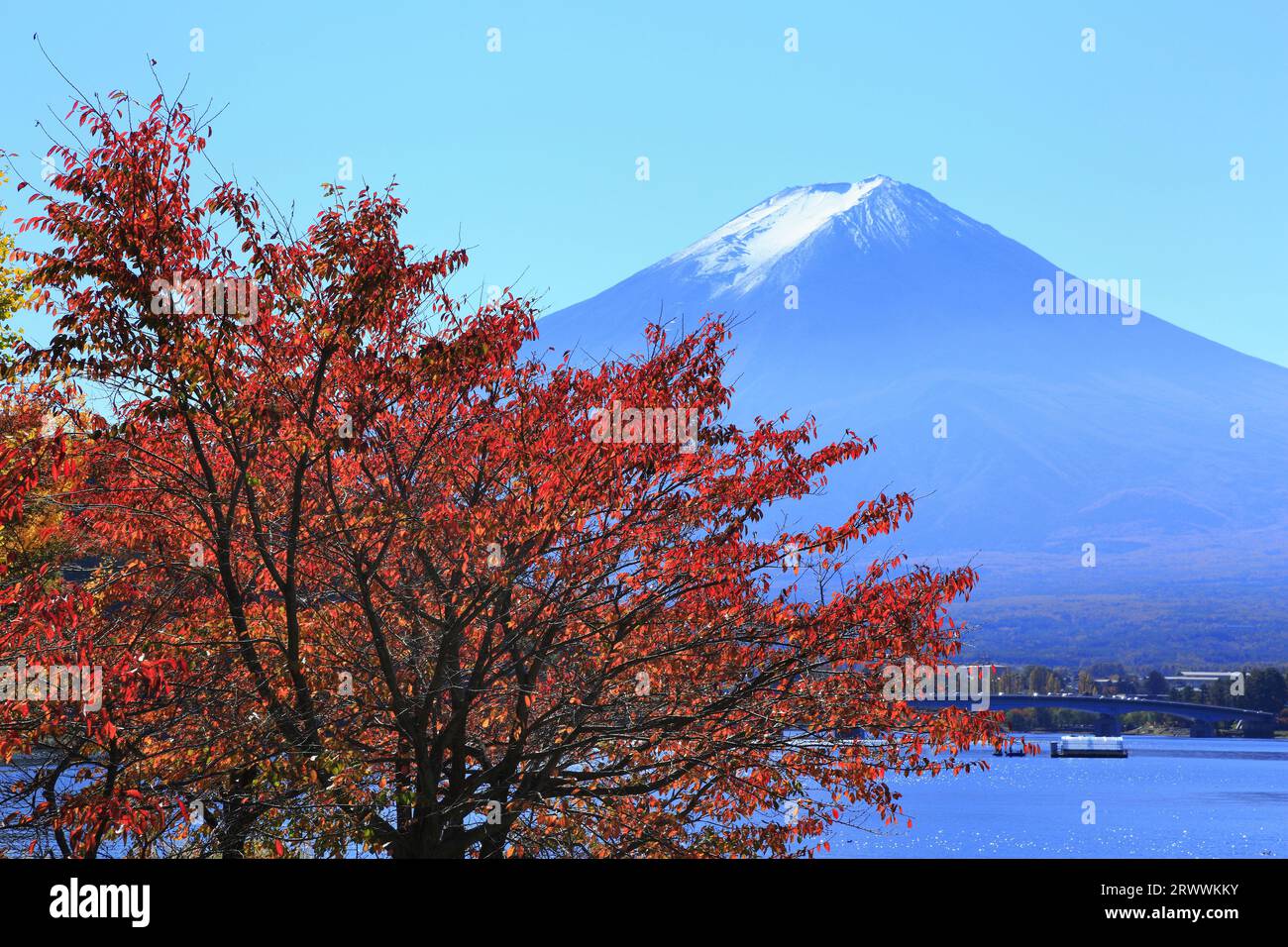 Autumn leaves of Mt. Fuji and Sakura Stock Photo - Alamy