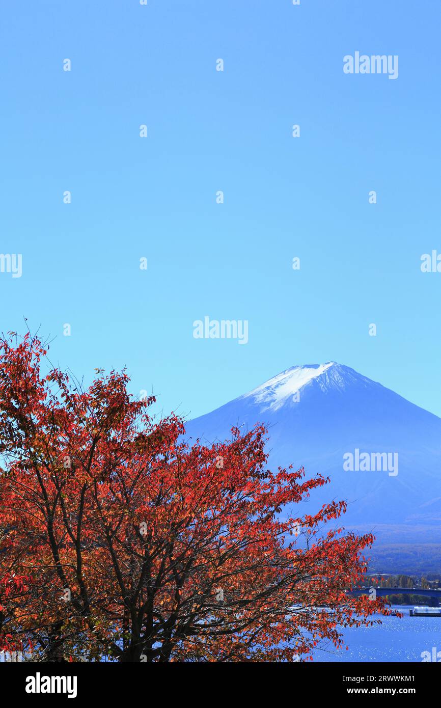 Famous sakura spot hi-res stock photography and images - Alamy